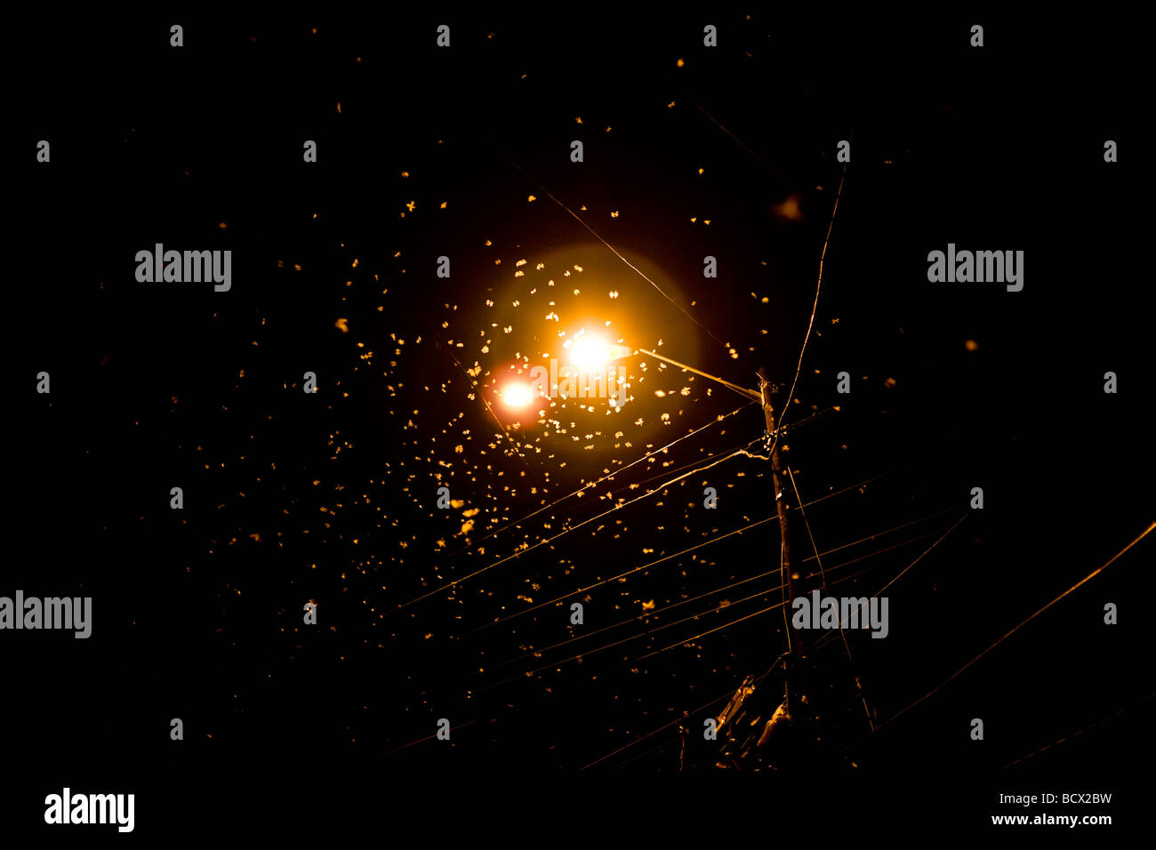 Insects swarm around a warm lamp outside of Manila in the Philippines ...