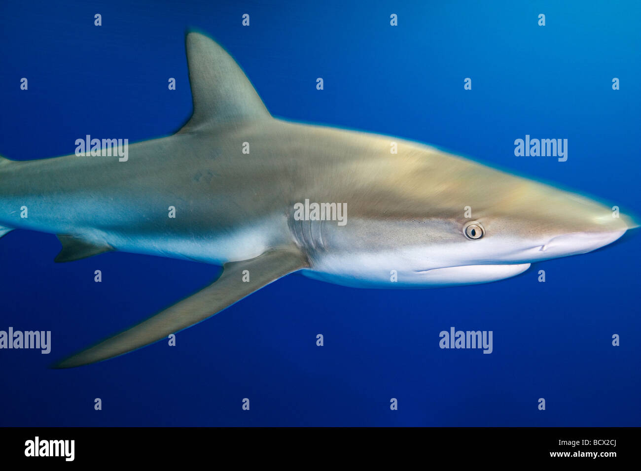 Caribbean reef dusk hi-res stock photography and images - Alamy
