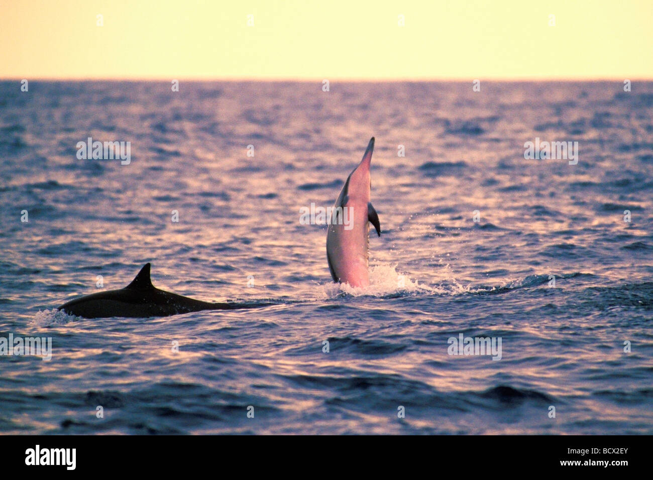 long-snouted spinner dolphins Stenella longirostris, Hawaii USA,Kona ...