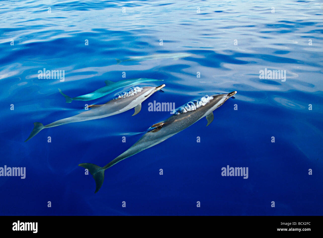 long-snouted spinner dolphins Stenella longirostris, Hawaii USA,Kona ...