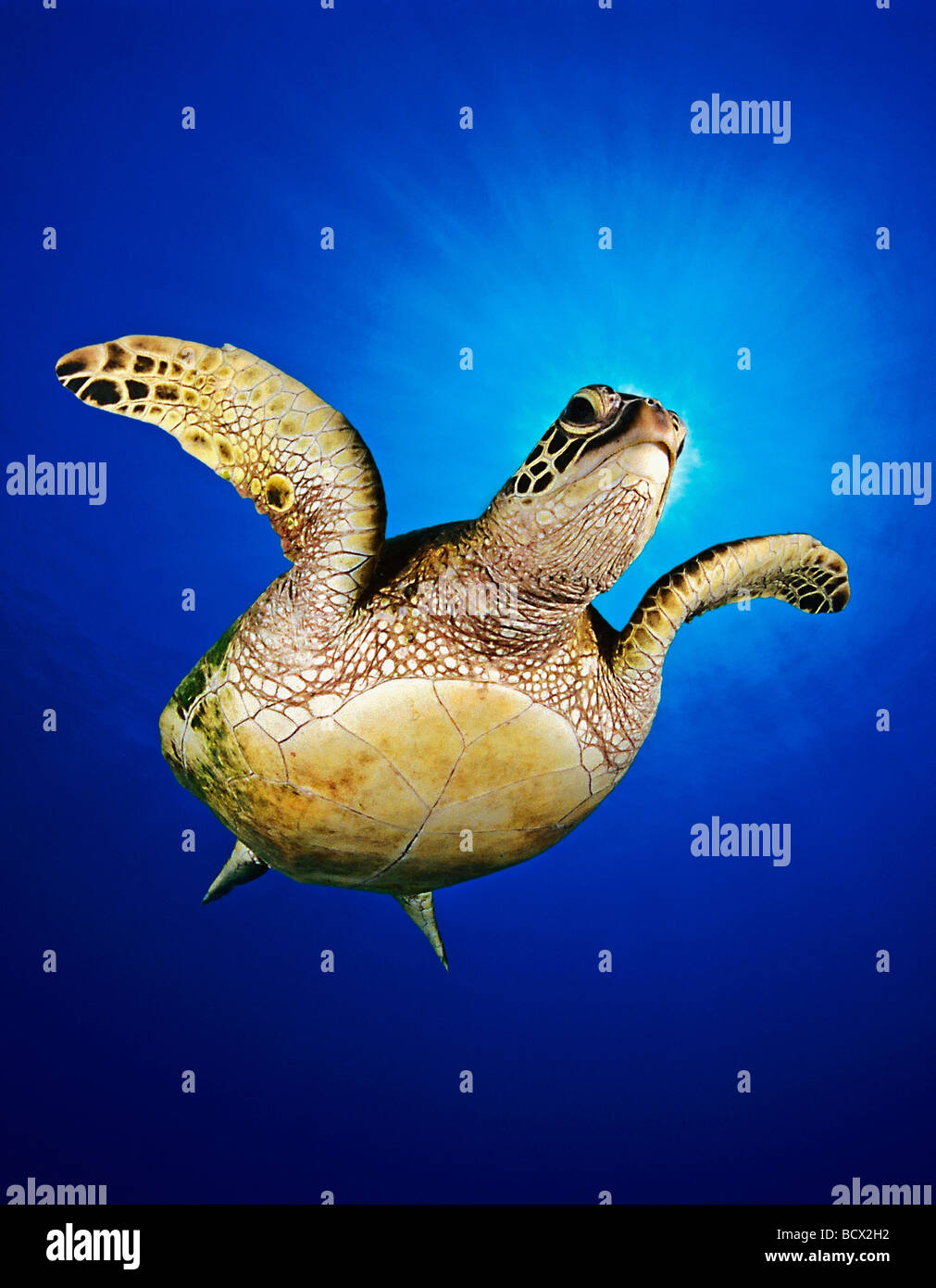 Kona hawaii sea turtles hi-res stock photography and images - Alamy