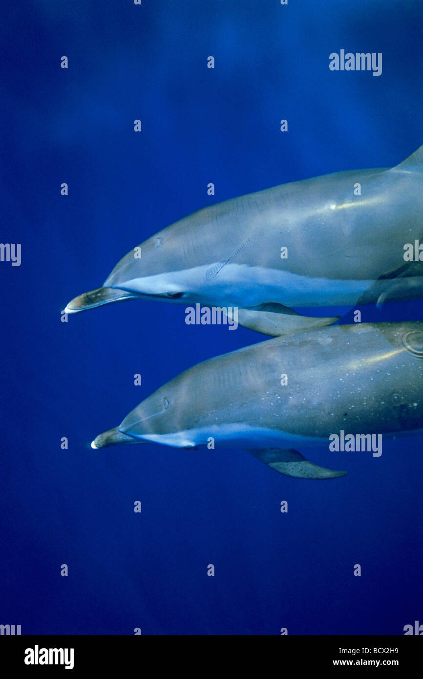 long-snouted spinner dolphins Stenella longirostris, Hawaii USA,Kona ...