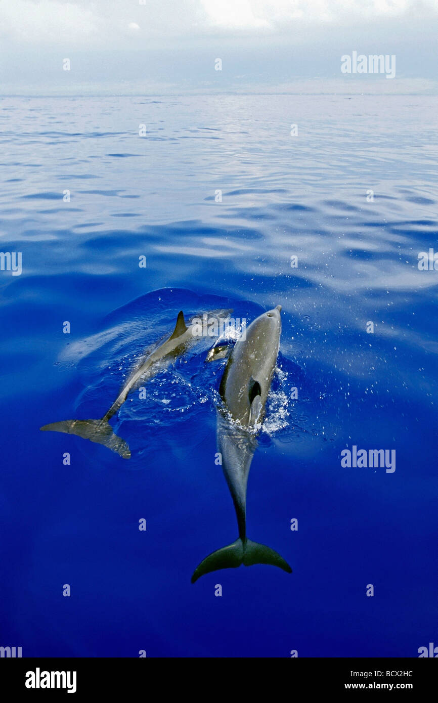 long-snouted spinner dolphins Stenella longirostris, Hawaii USA,Kona ...