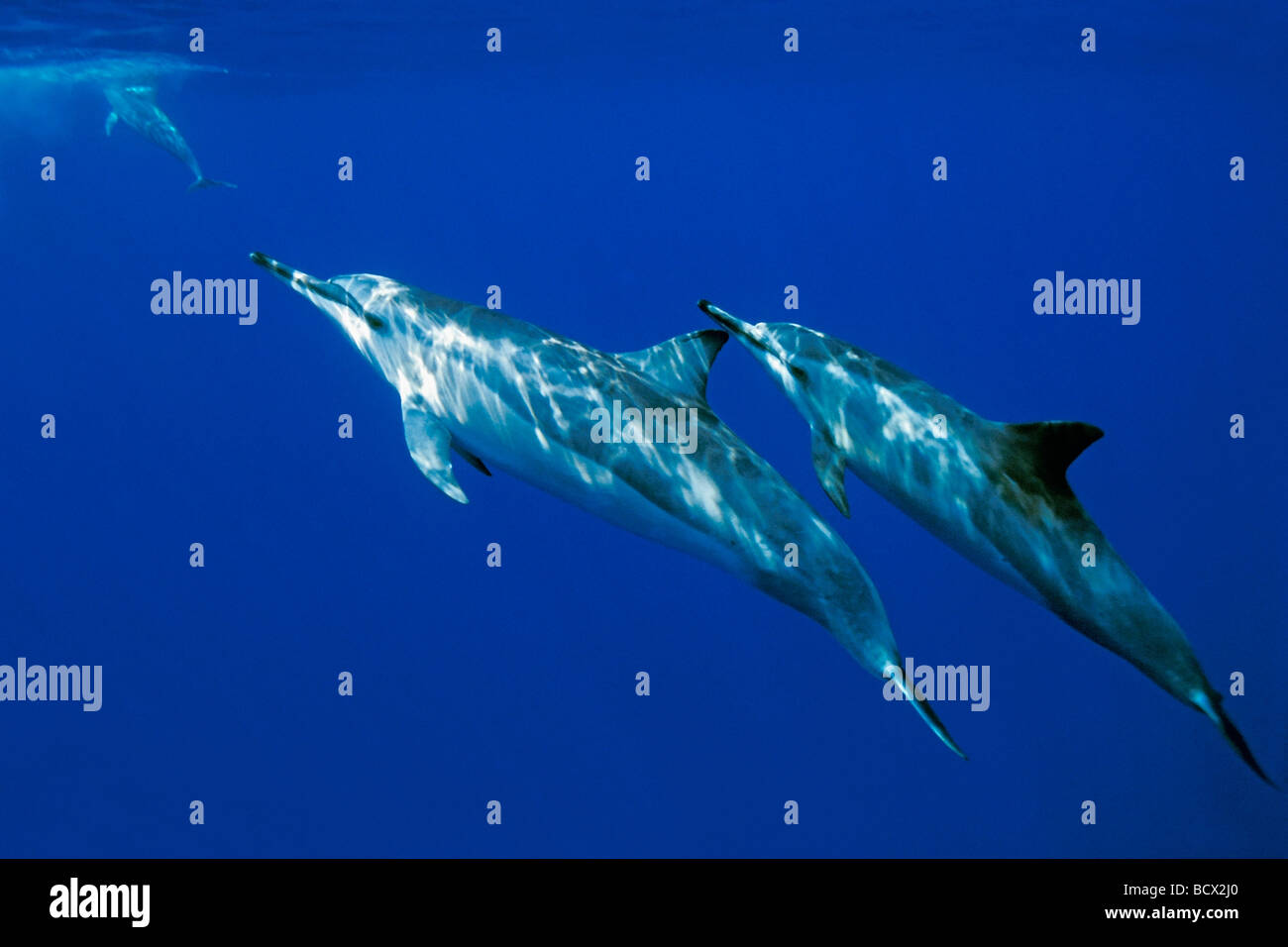 Long snouted spinner dolphins hi-res stock photography and images - Alamy