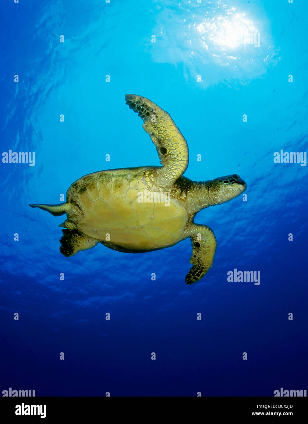 Kona hawaii sea turtles hi-res stock photography and images - Alamy