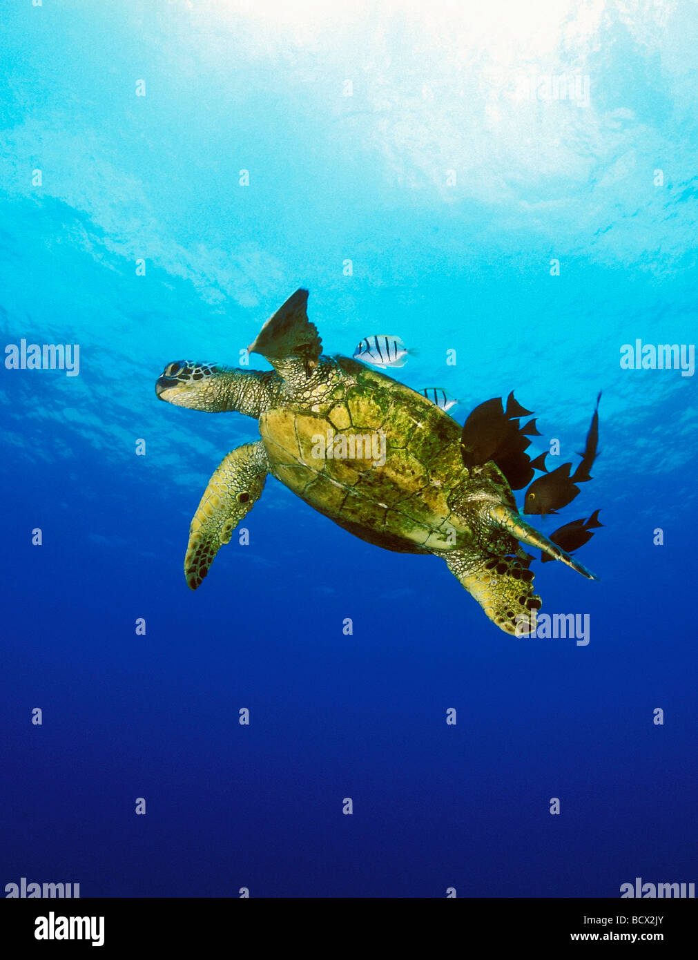 Endangered sea turtles hi-res stock photography and images - Alamy