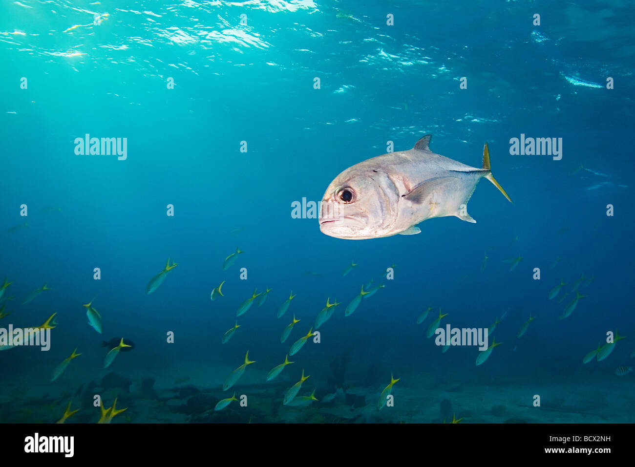 Yellowtail Jack Fish