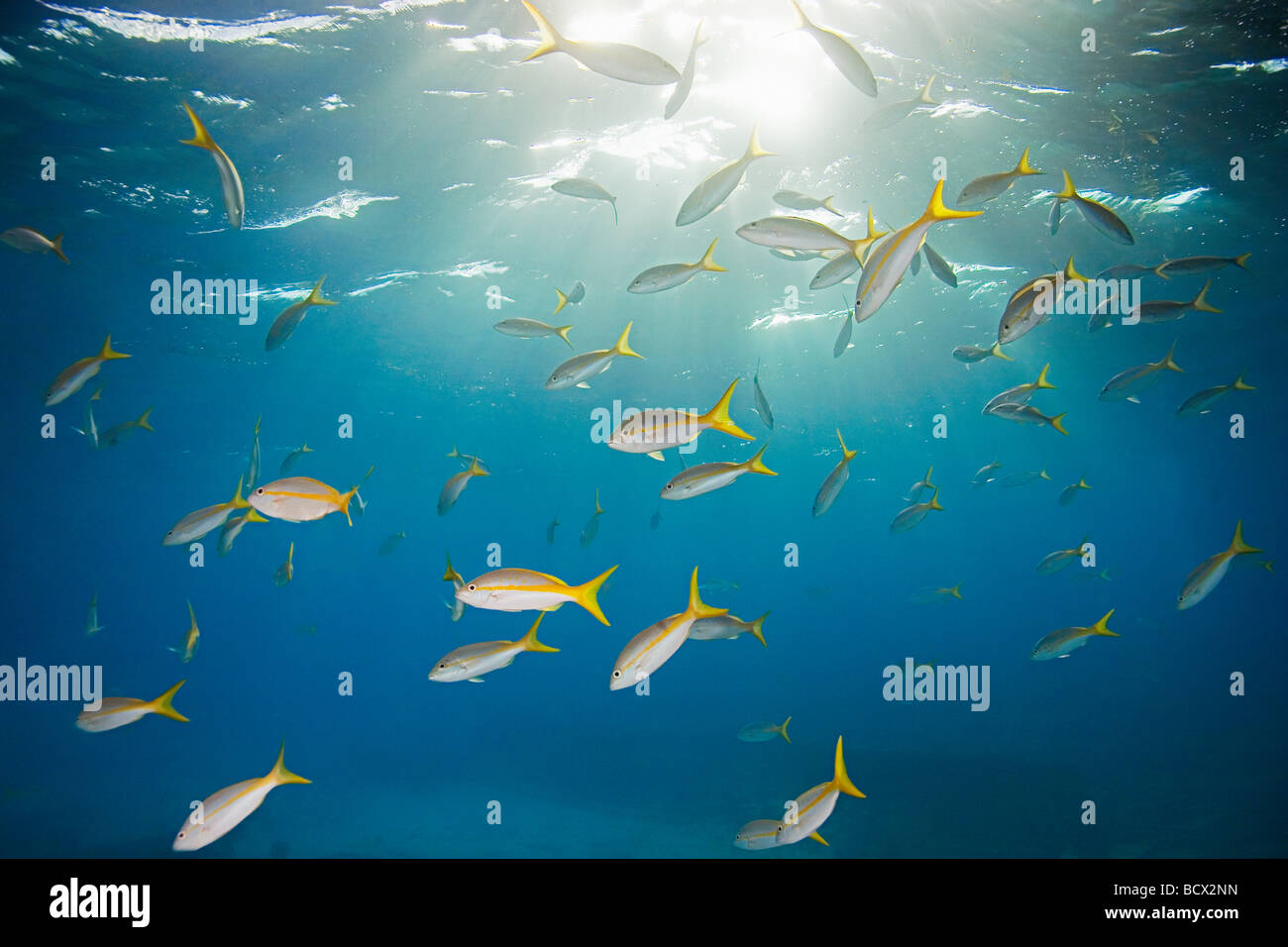 Yellowtail Snappers Ocyurus chrysurus West End Atlantic Ocean Bahamas ...