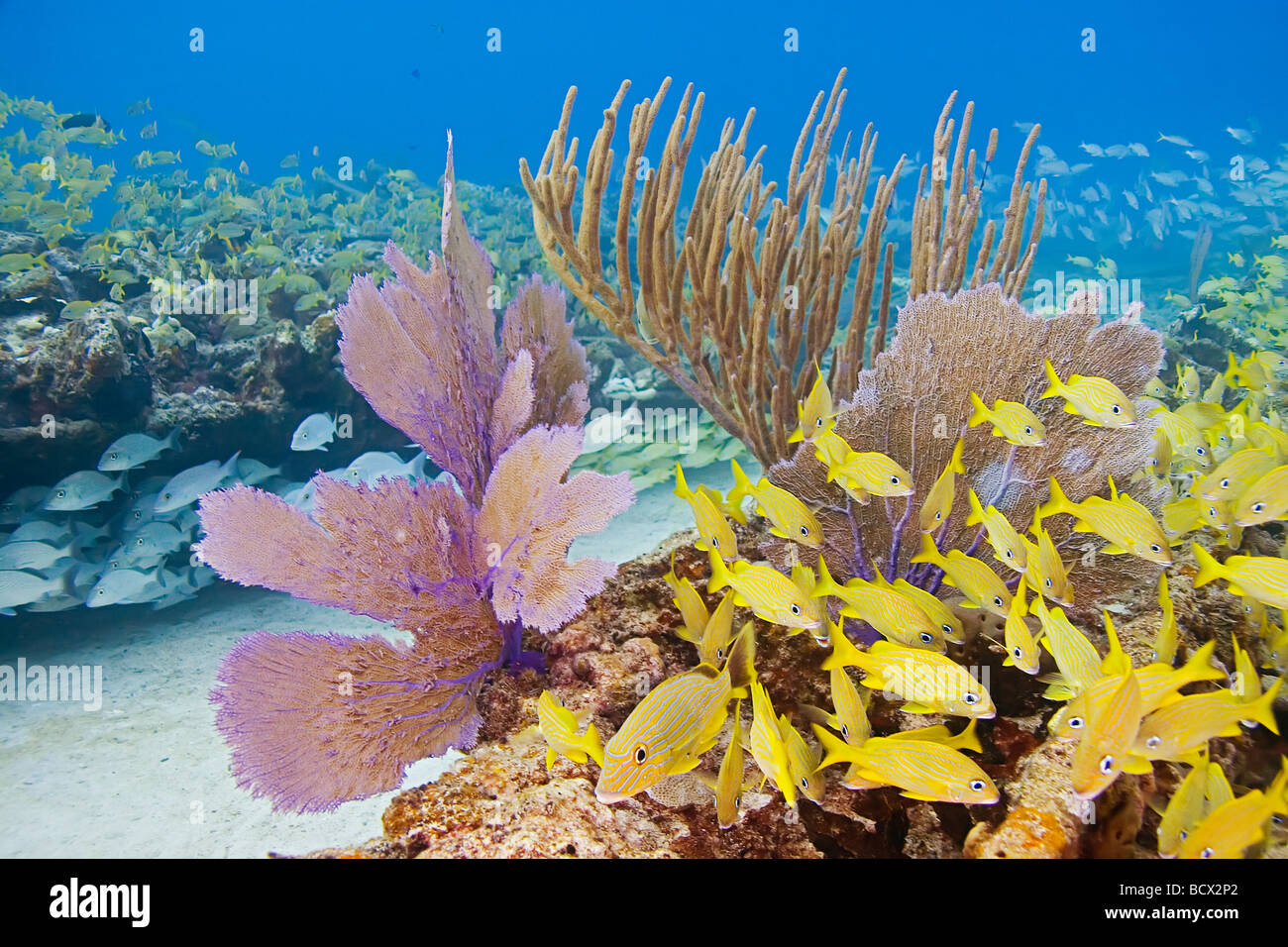 Colourful Caribbean Reef West End Atlantic Ocean Bahamas Stock Photo ...