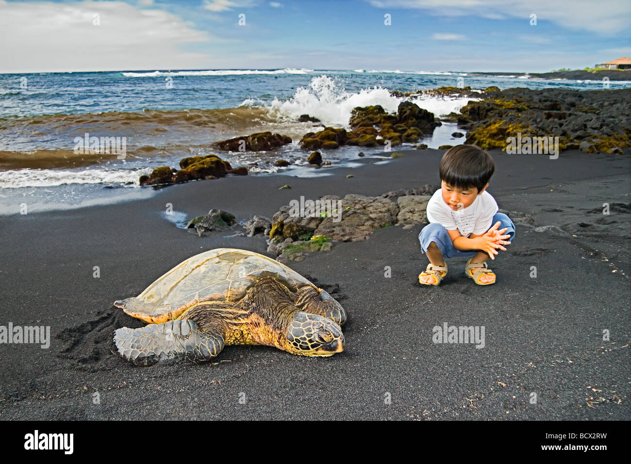 child observing Green Sea Turtle Chelonia mydas Punalu u Black Sand ...