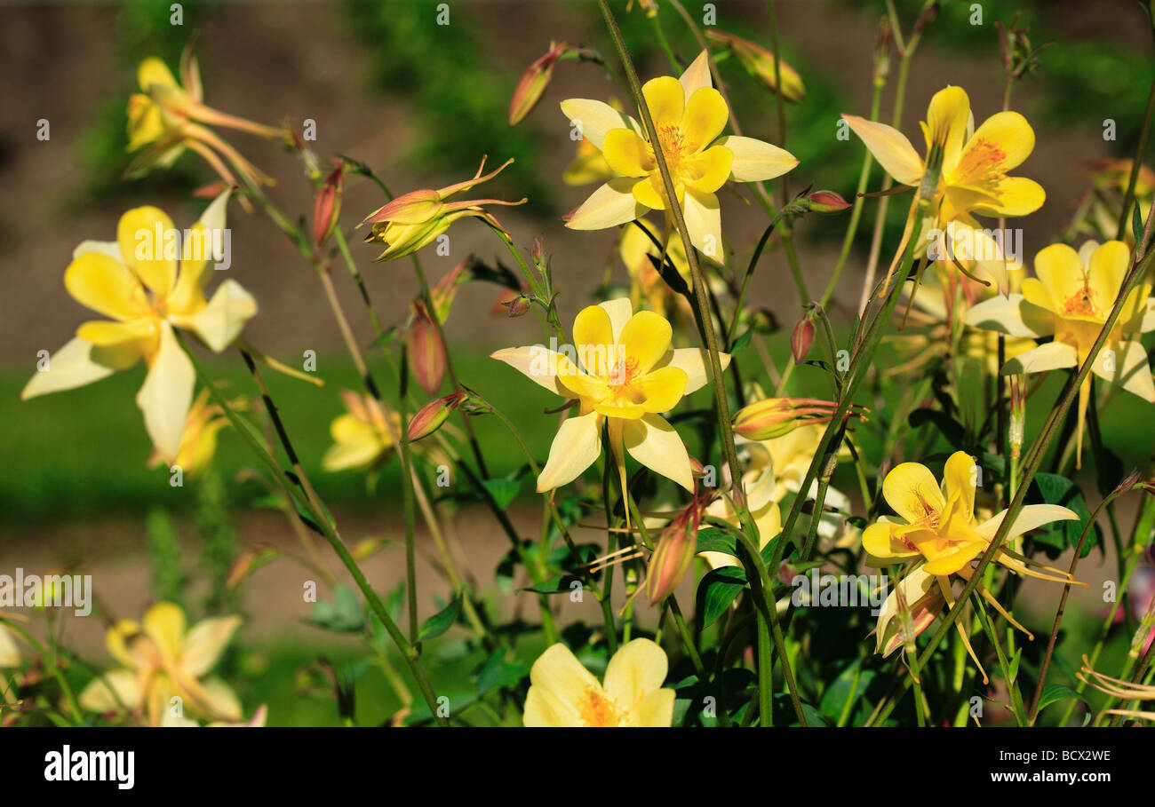 Yellow Columbine flowers Stock Photo - Alamy