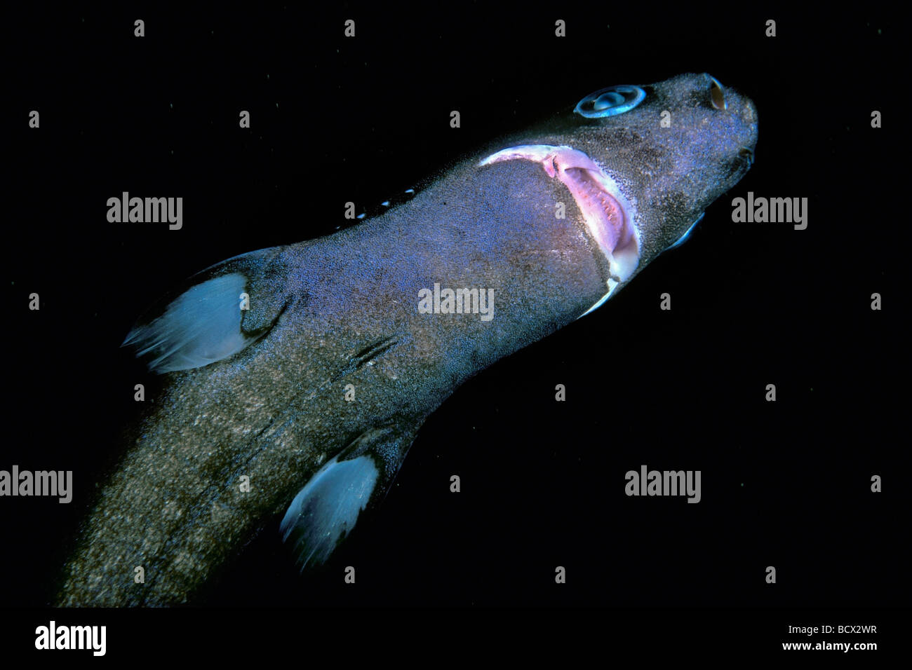 pygmy shark, female, the smallest shark species, (deep sea specimen ...
