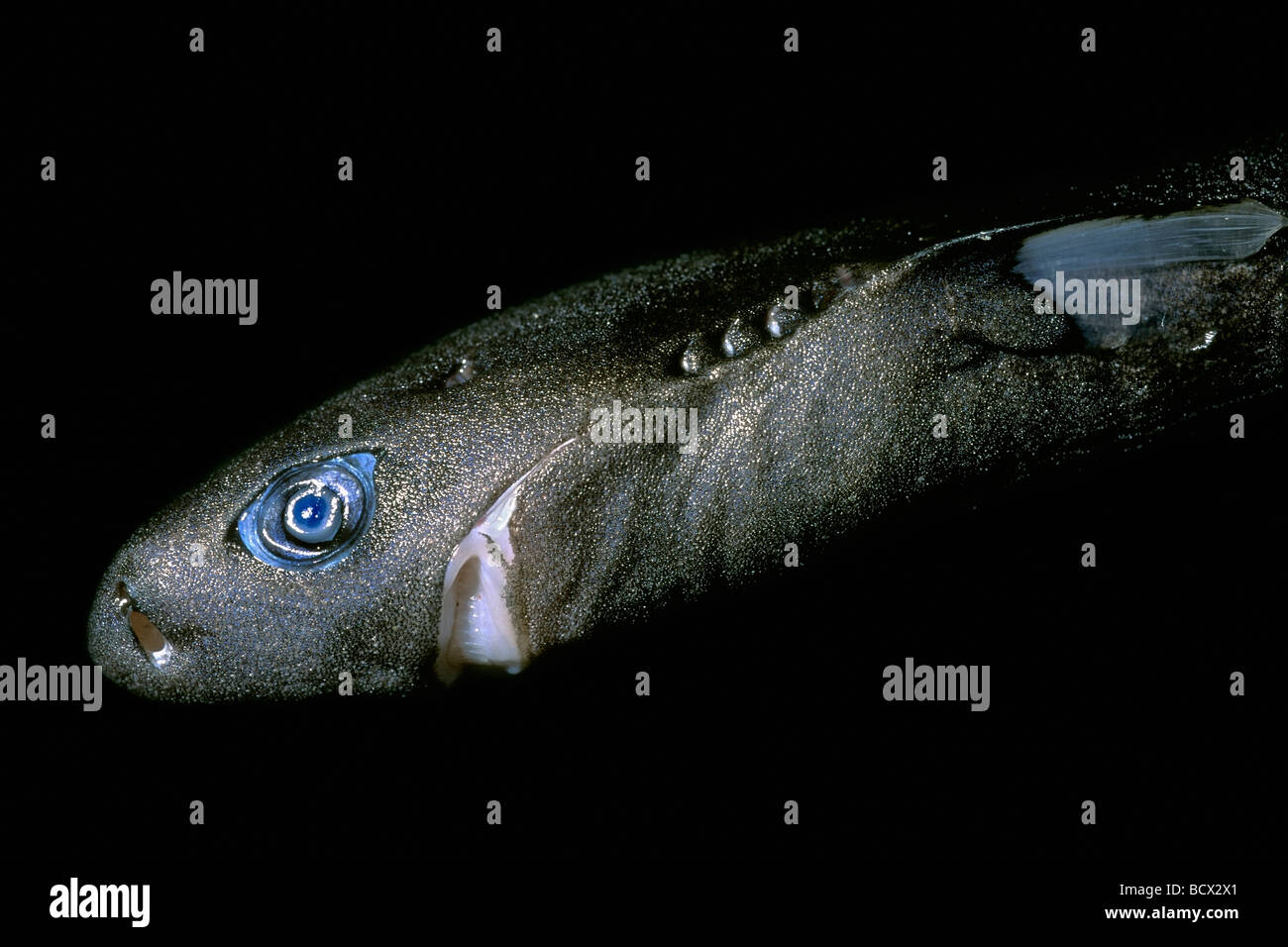 pygmy shark, female, the smallest shark species, (deep sea specimen ...