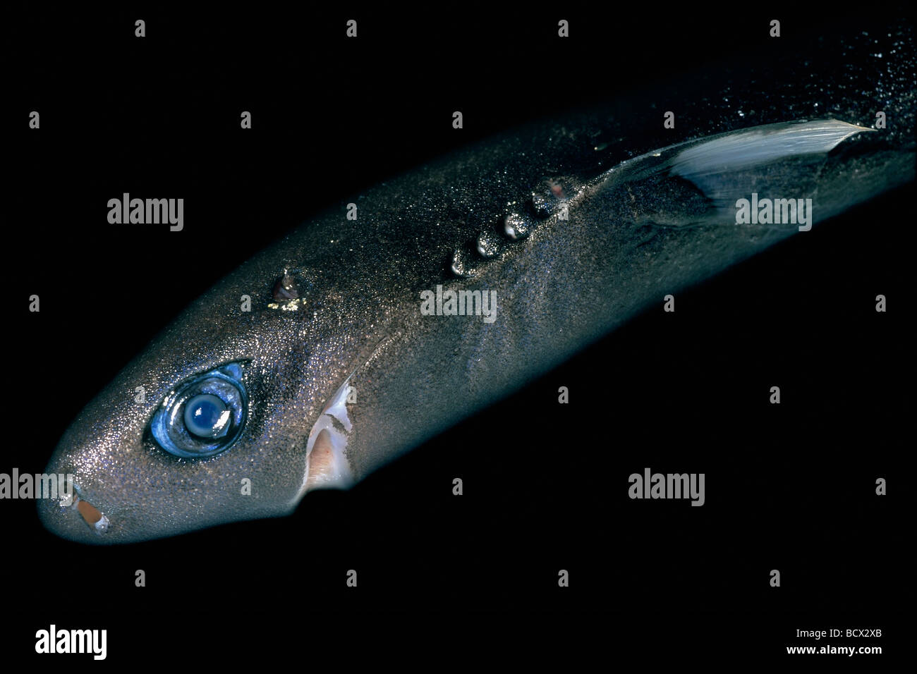 pygmy shark, female, the smallest shark species, (deep sea specimen ... pygmy shark, female, the smallest shark species, (deep sea specimen ...