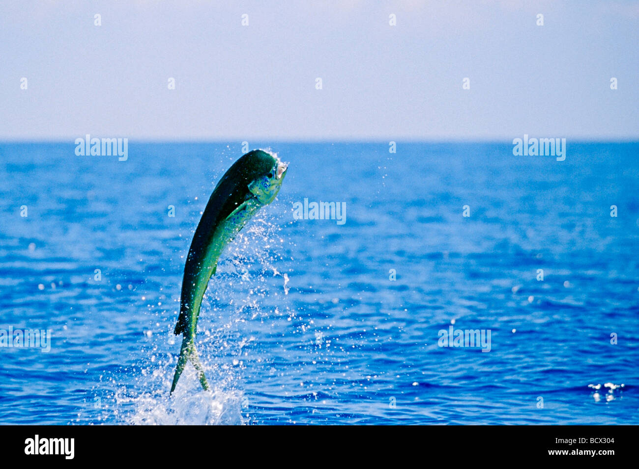 mahi mahi, dolphin fish, or dorado, cow, Coryphaena hippurus, Hawaii ...