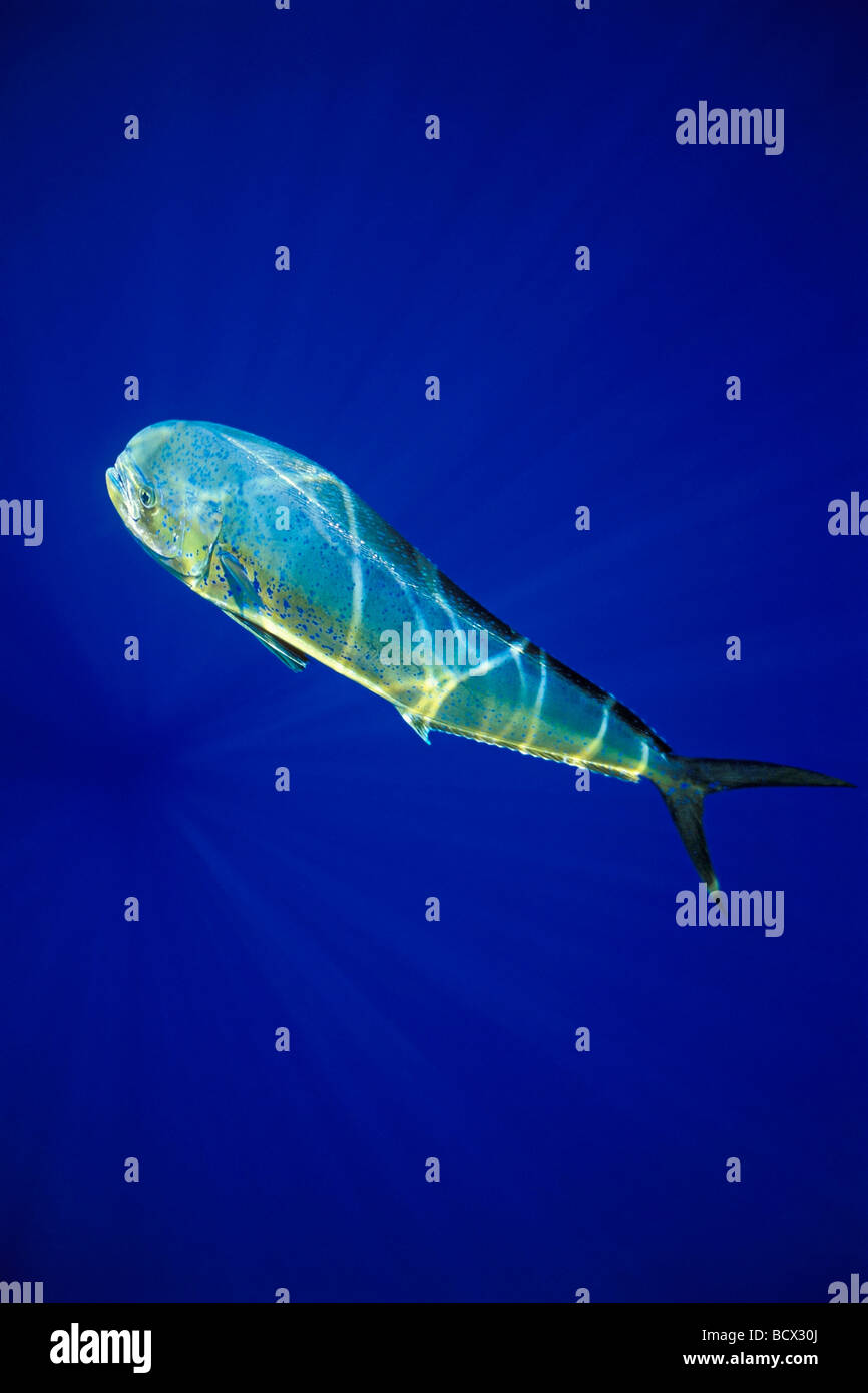 mahi mahi, dolphin fish, or dorado, cow, Coryphaena hippurus, Hawaii ...