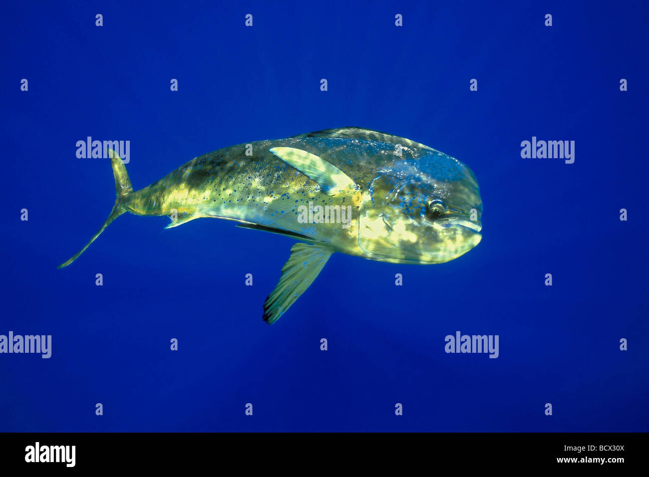 mahi mahi, dolphin fish, or dorado, cow, Coryphaena hippurus, Hawaii ...