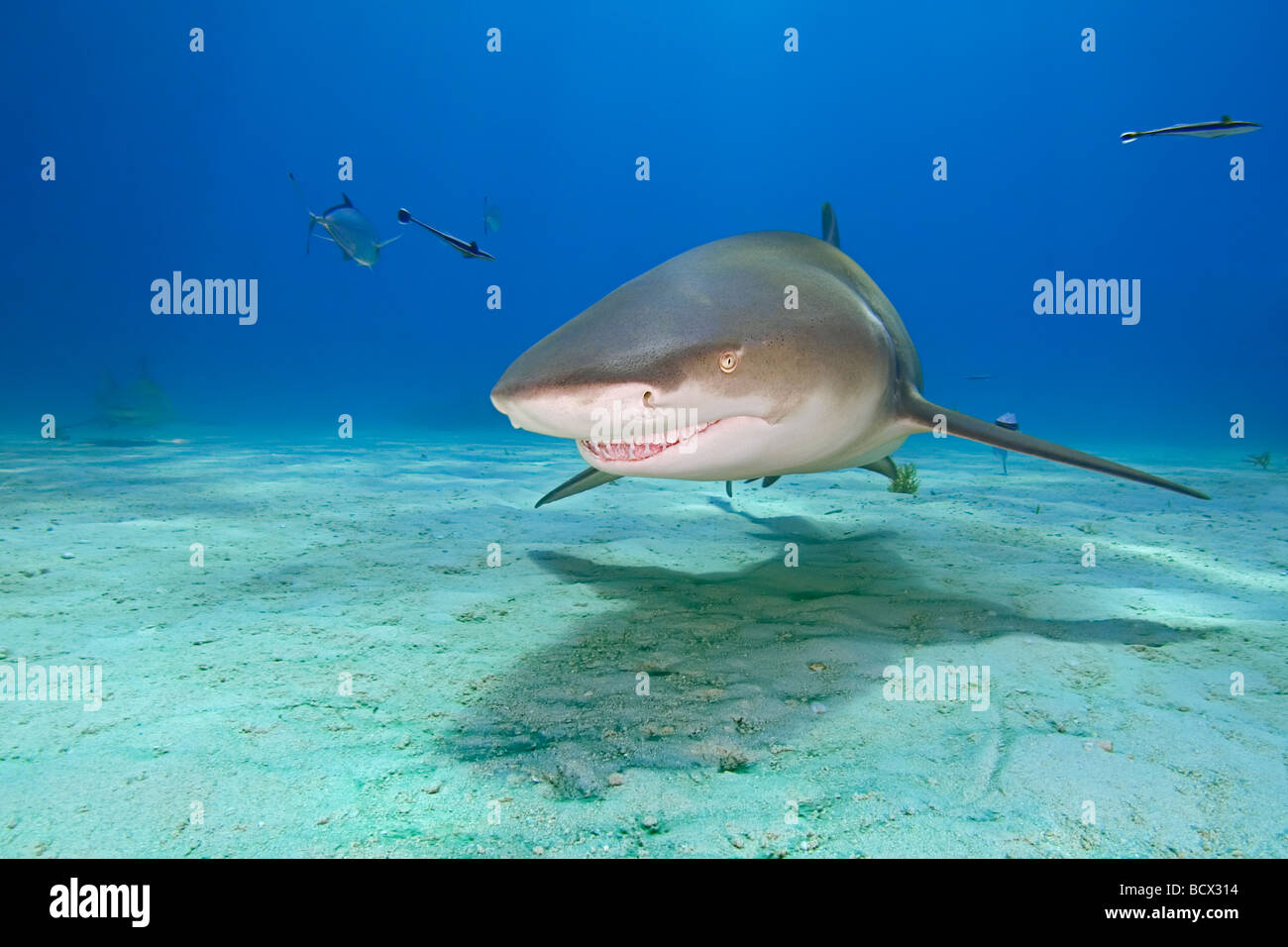Lemon Shark, Negaprion brevirostris, Atlantic Ocean, Bahamas Stock ...