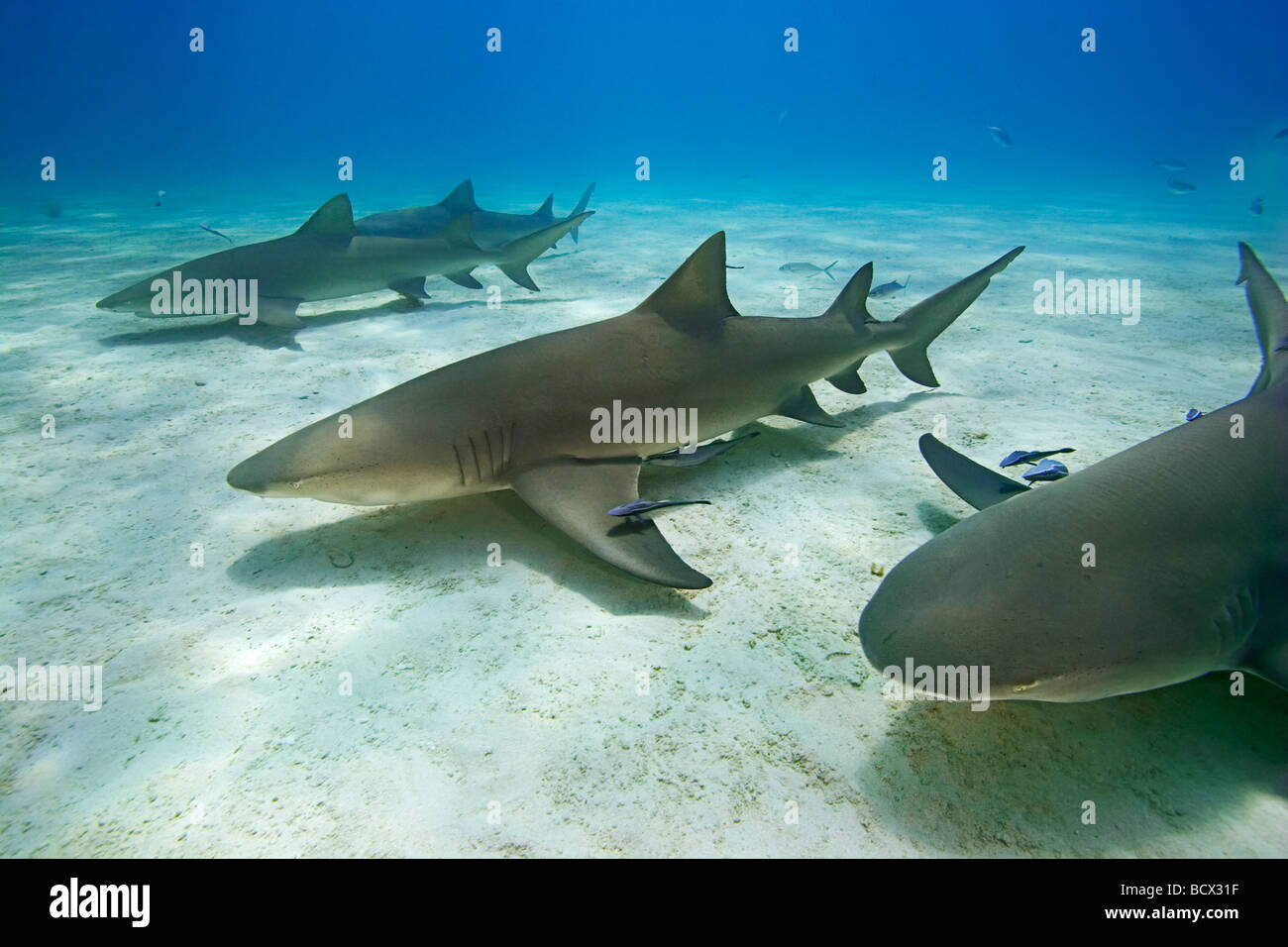 Lemon Shark, Negaprion brevirostris, Atlantic Ocean, Bahamas Stock ...