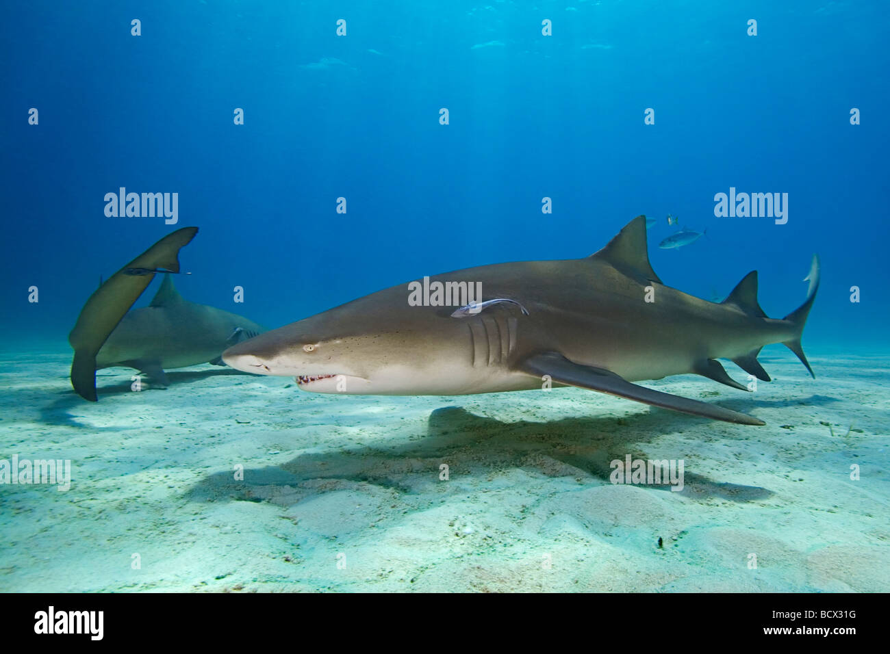 Lemon Shark, Negaprion brevirostris, Atlantic Ocean, Bahamas Stock ...