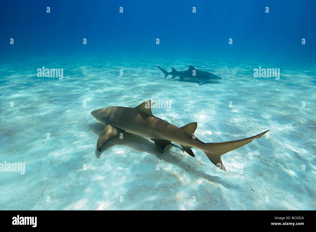 Lemon Shark Negaprion brevirostris Atlantic Ocean Bahamas Stock Photo ...