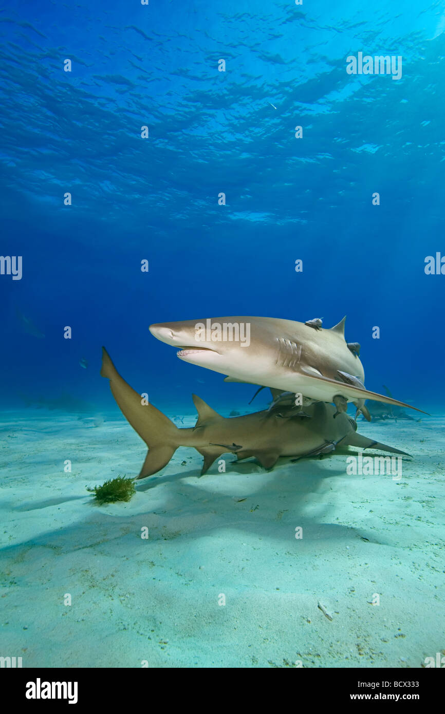 Lemon Sharks Negaprion brevirostris Atlantic Ocean Bahamas Stock Photo ...