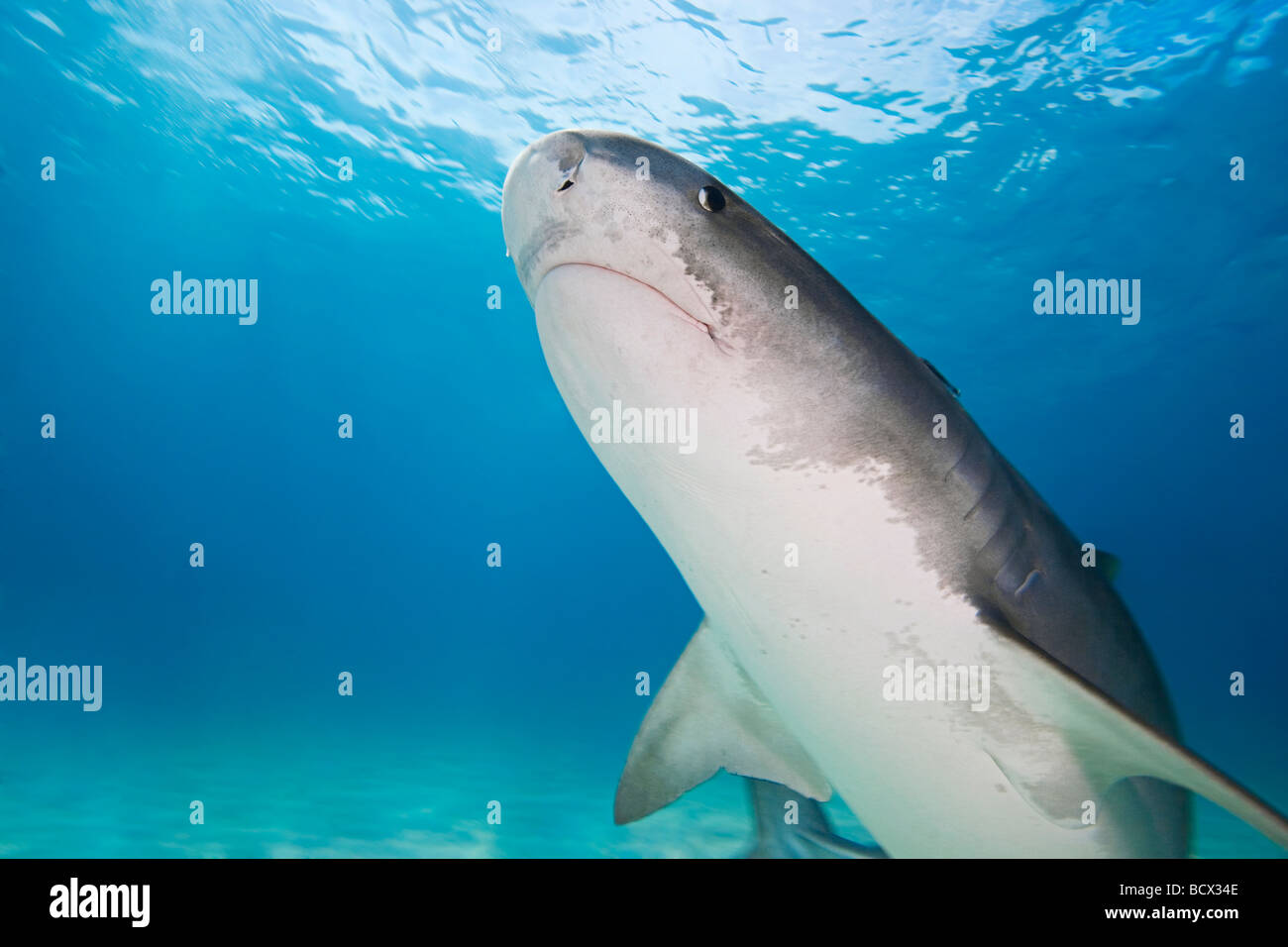 Tiger Shark Galeocerdo cuvier Atlantic Ocean Bahamas Stock Photo - Alamy