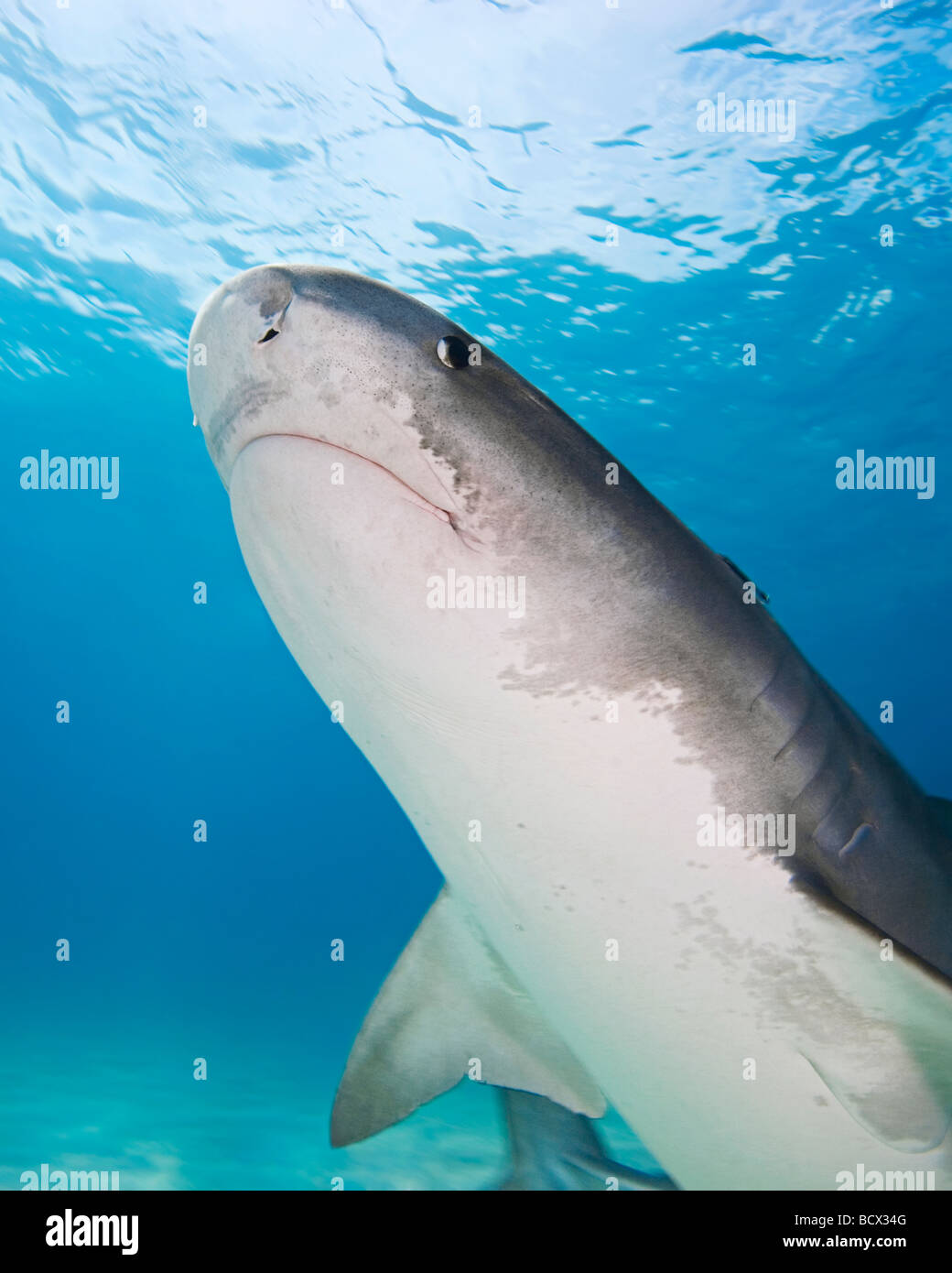 Tiger Shark Galeocerdo cuvier Atlantic Ocean Bahamas Stock Photo - Alamy