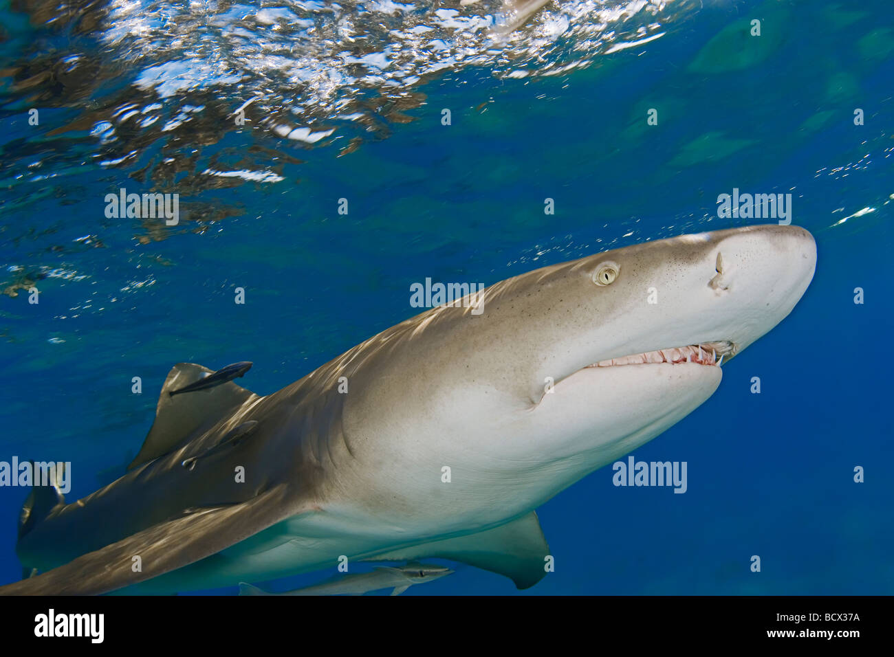 Lemon Shark Negaprion brevirostris Atlantic Ocean Bahamas Stock Photo ...