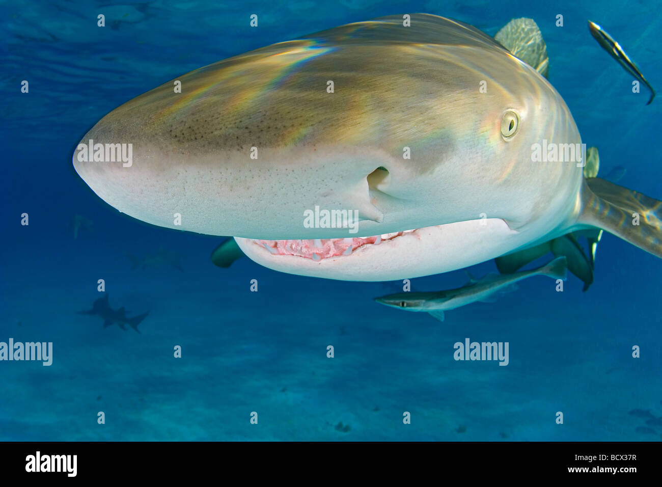 Lemon Shark Negaprion brevirostris Atlantic Ocean Bahamas Stock Photo ...