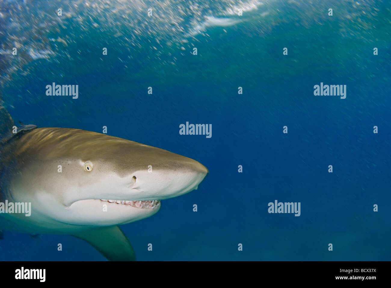 Galano hi-res stock photography and images - Alamy