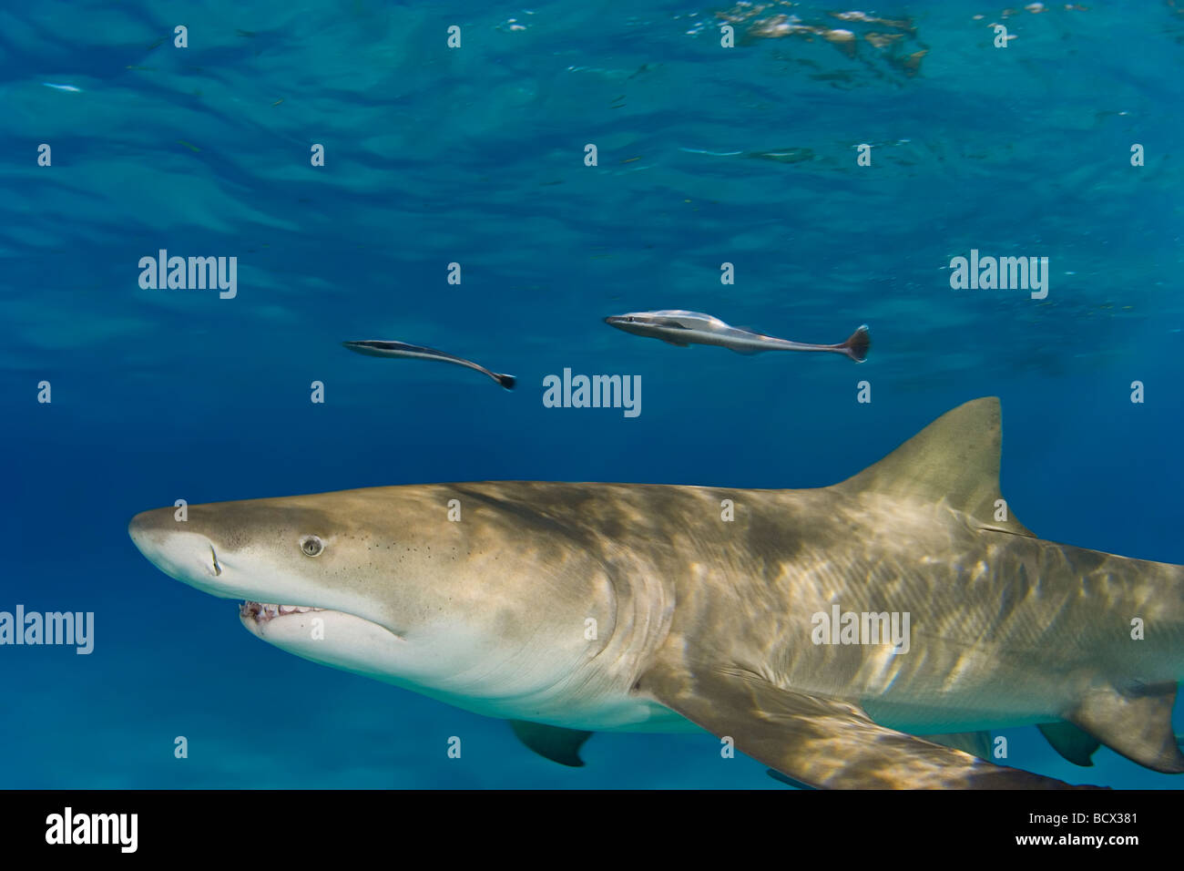 Lemon Shark Negaprion brevirostris Atlantic Ocean Bahamas Stock Photo ...
