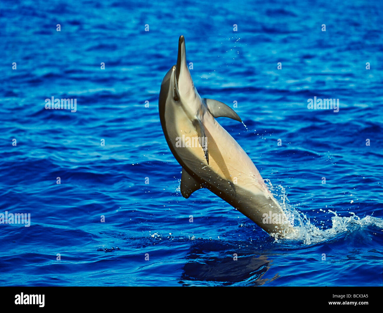Long Snouted Spinner Dolphin