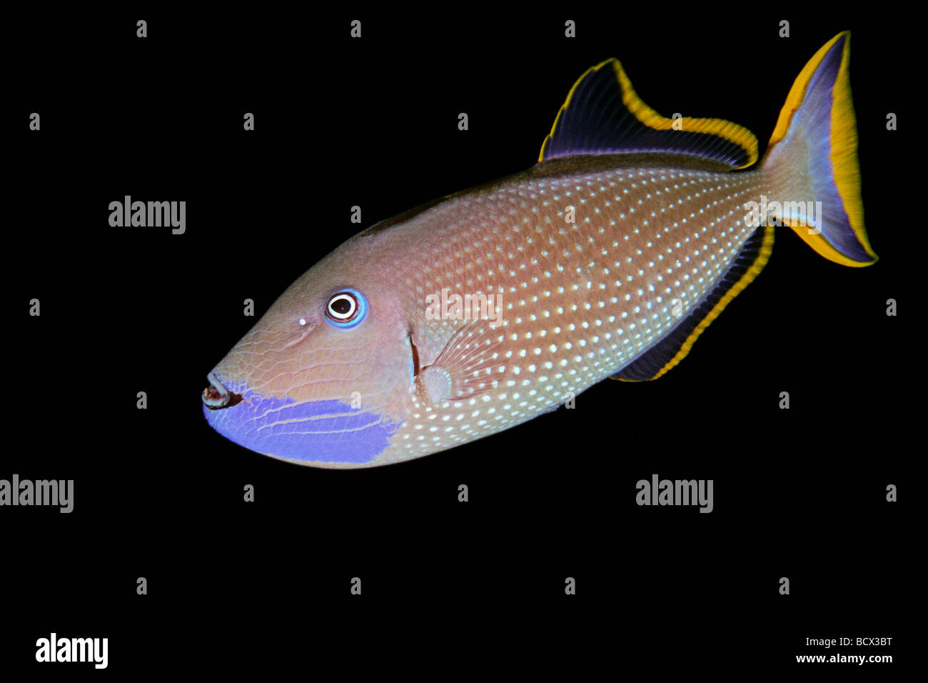 Gilded Triggerfish male courting coloration Xanthichthys auromarginatus ...