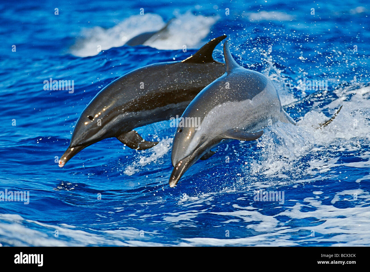 Pantropical Spotted Dolphins Stenella attenuata Big Island Pacific ...