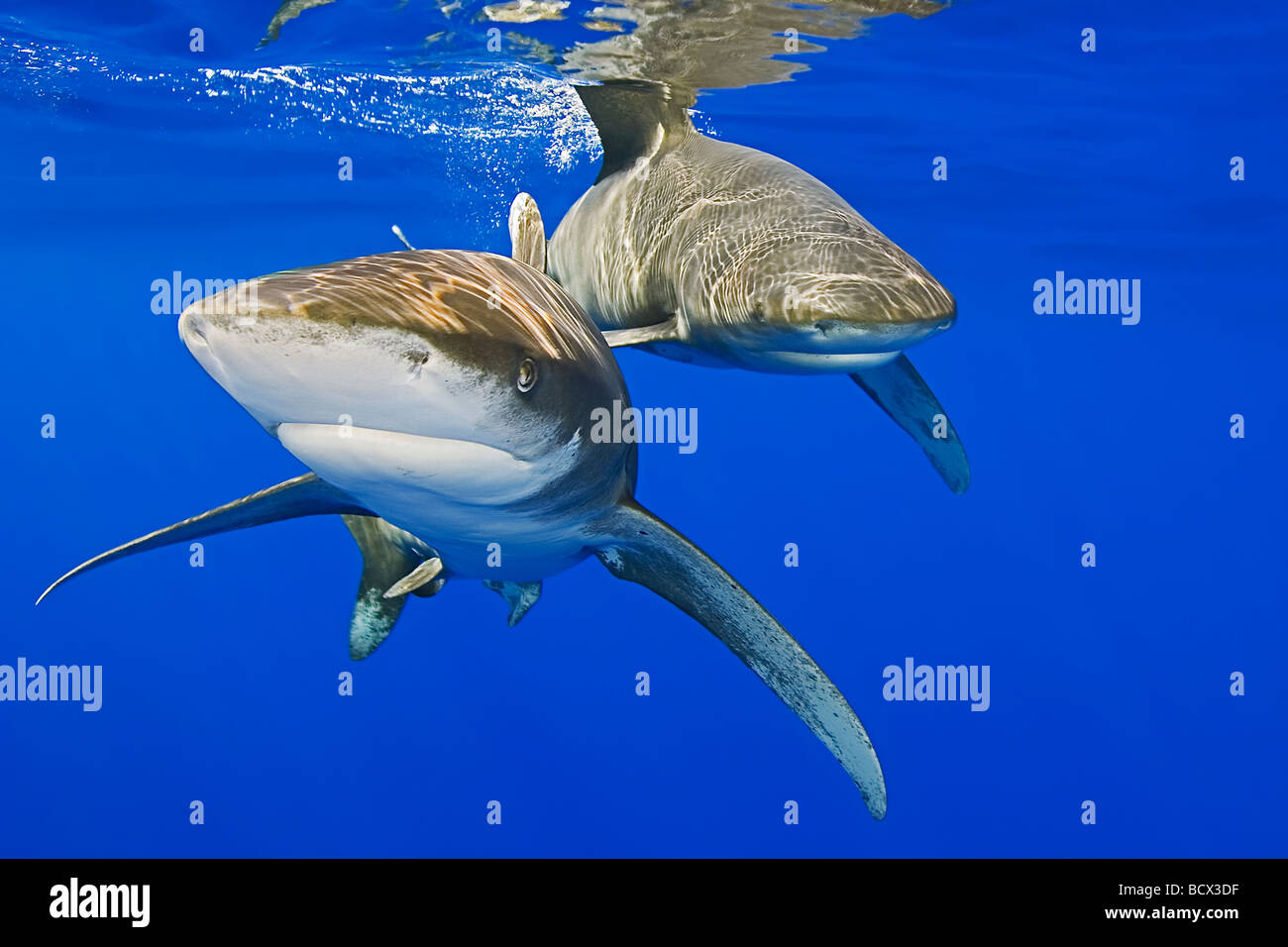 Lemon Sharks, Negaprion brevirostris, Atlantic Ocean, Bahamas Stock ...