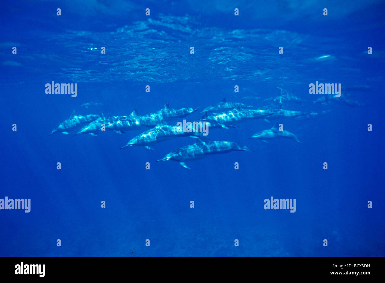 long-snouted spinner dolphins, Stenella longirostris, Hawaii, USA ...