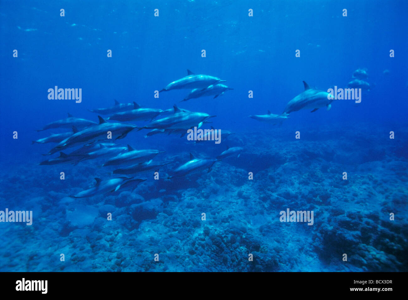 long-snouted spinner dolphins, Stenella longirostris, Hawaii, USA ...