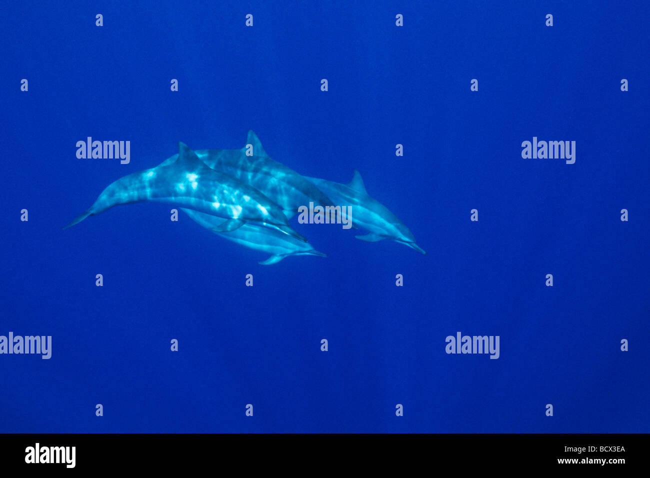 long-snouted spinner dolphins, Stenella longirostris, Hawaii, USA ...