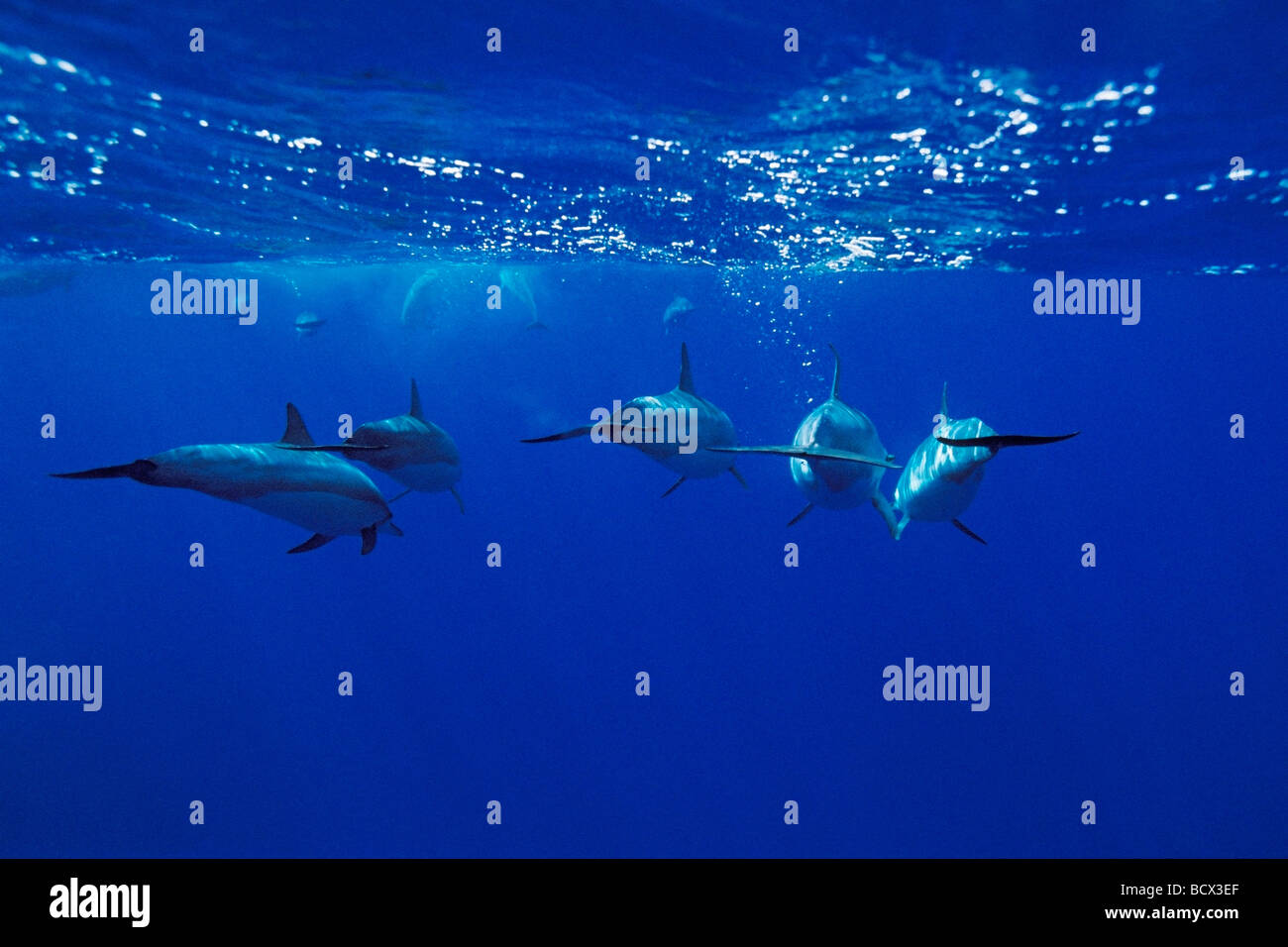 long-snouted spinner dolphins, Stenella longirostris, Hawaii, USA ...