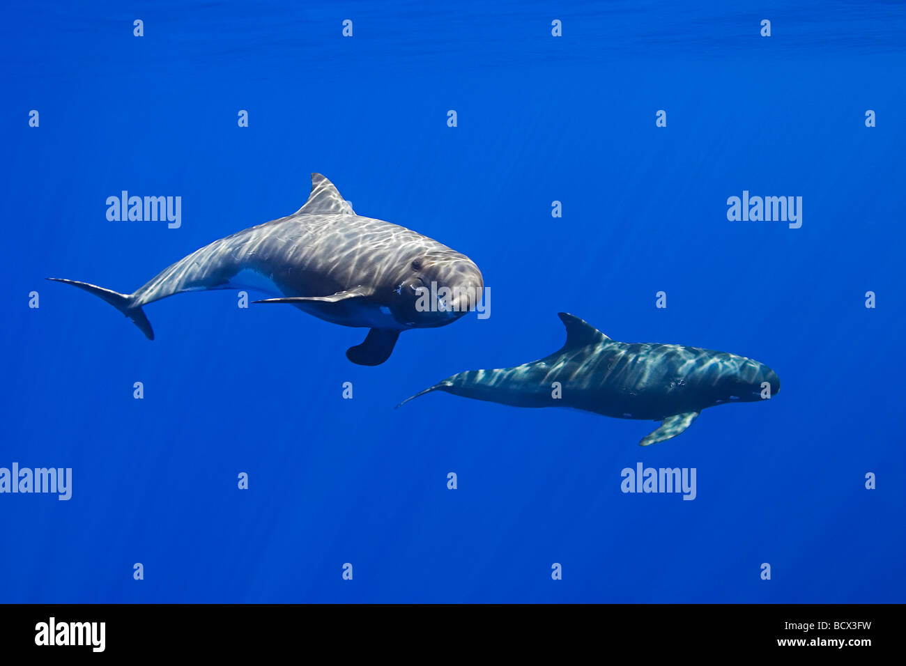 Pygmy Killer Whales Feresa attenuata Pacific Ocean Hawaii USA Stock ...