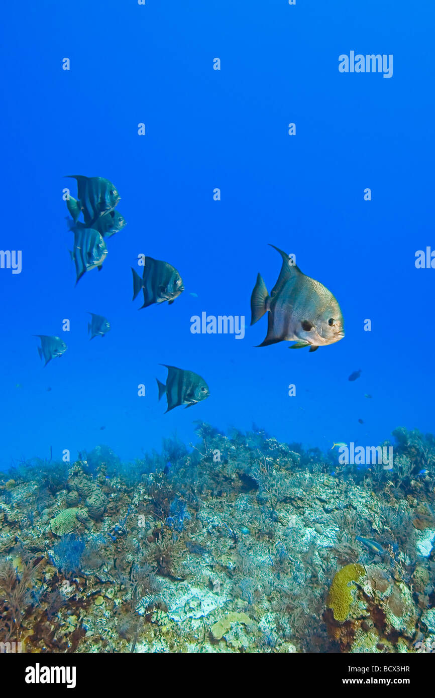 Atlantic Spadefish Chaetodipterus faber West End Grand Bahamas ...