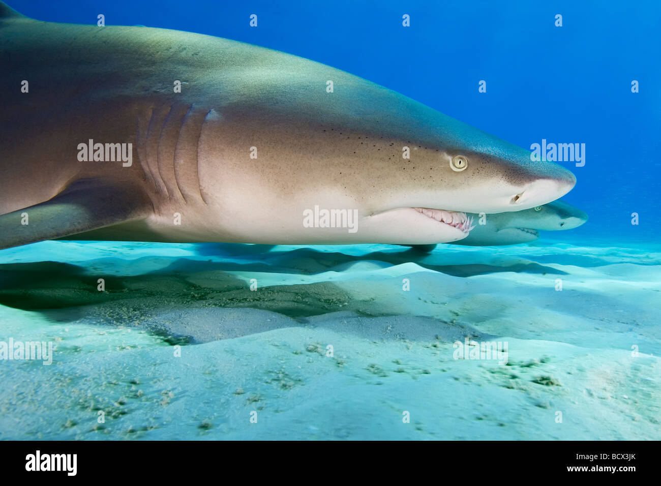 Lemon Sharks, Negaprion brevirostris, Atlantic Ocean, Bahamas Stock ...