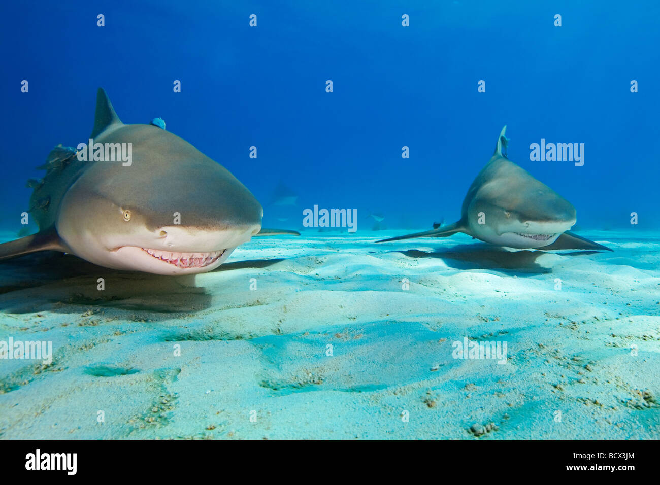 Lemon Sharks, Negaprion brevirostris, Atlantic Ocean, Bahamas Stock ...