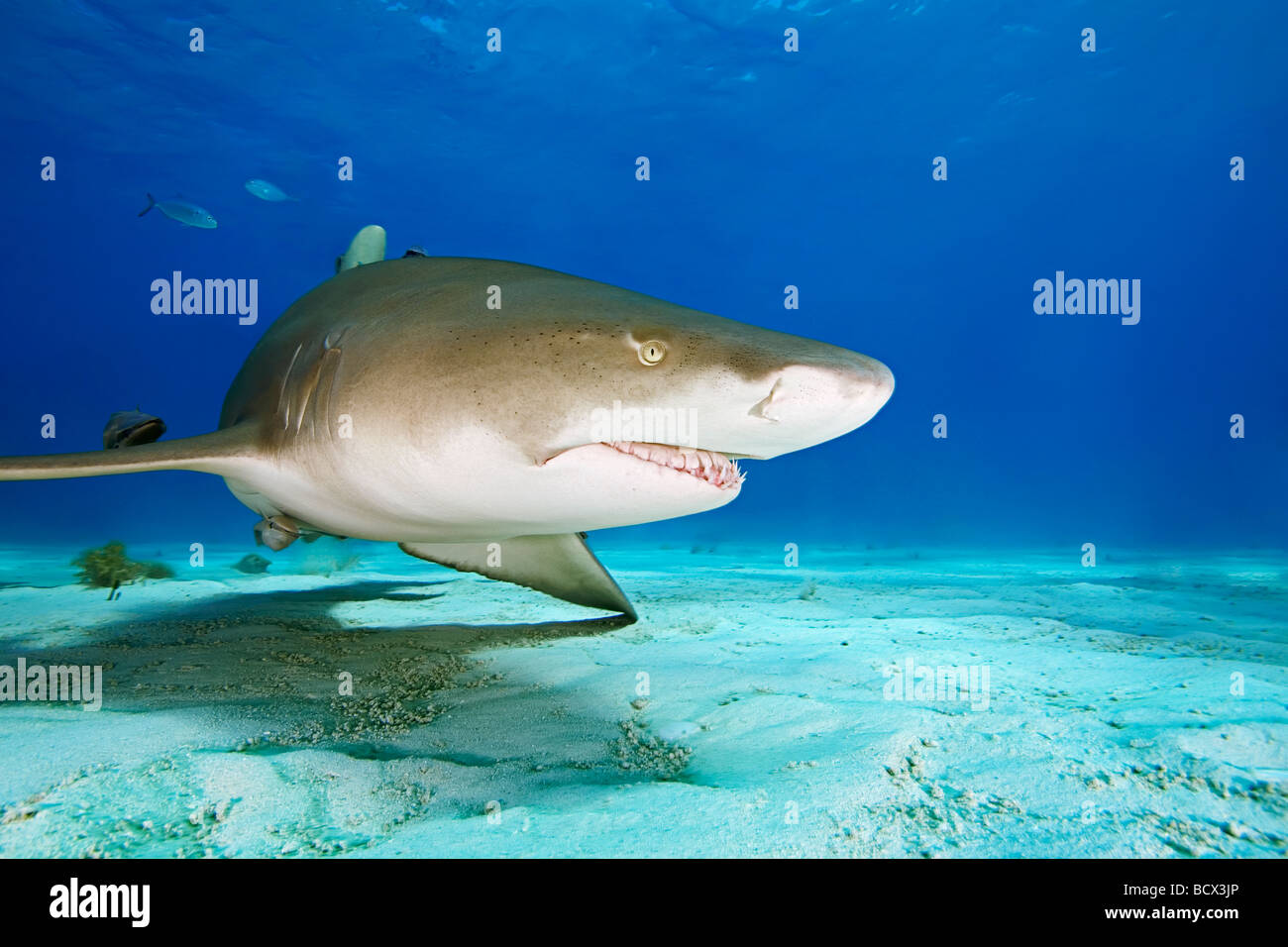 Lemon Sharks, Negaprion brevirostris, Atlantic Ocean, Bahamas Stock ...