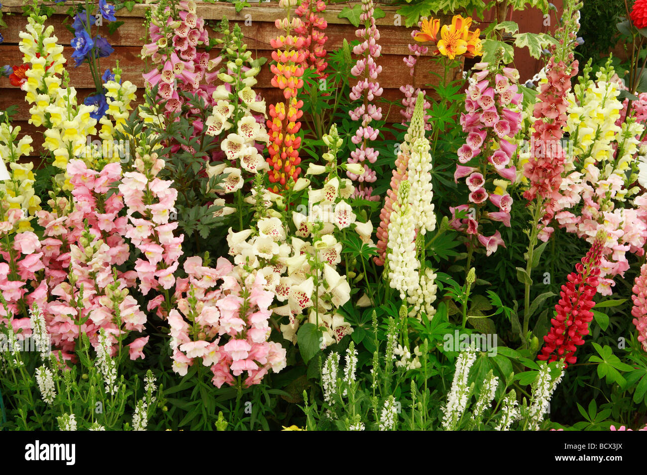 colourful mix of garden flowers against wooden shed Stock Photo - Alamy
