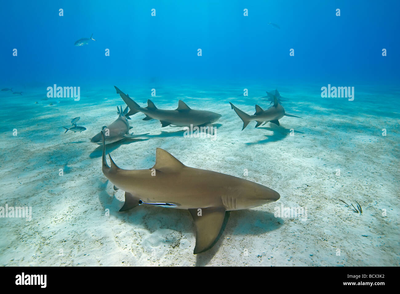 Sharks about hi-res stock photography and images - Alamy