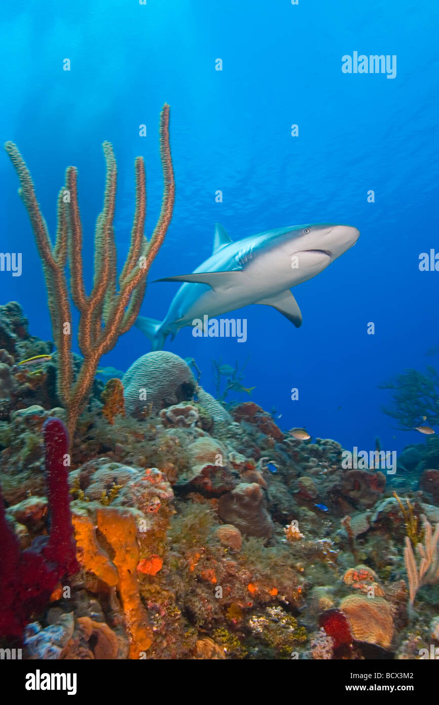 Caribbean Reef Shark over Coral Reef Carcharhinus perezi West End Grand ...