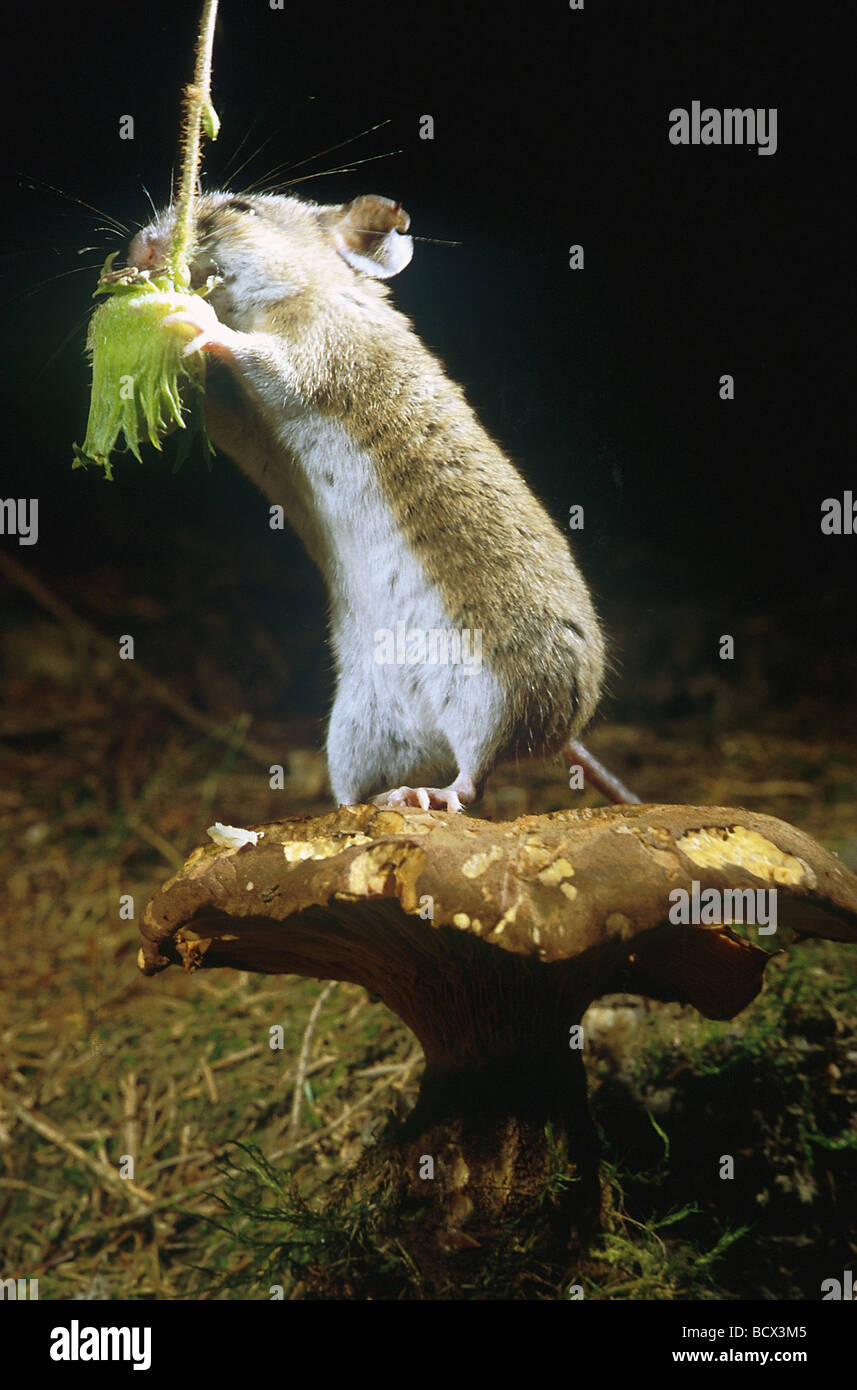 yellow-necked mouse / Apodemus flavicollis Stock Photo - Alamy