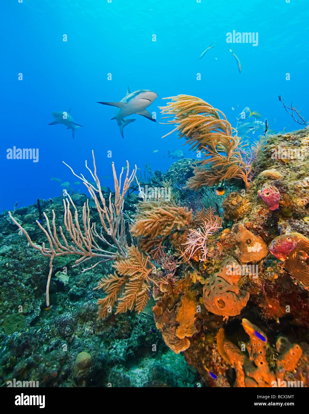 Caribbean Reef Shark over Coral Reef Carcharhinus perezi West End Grand ...